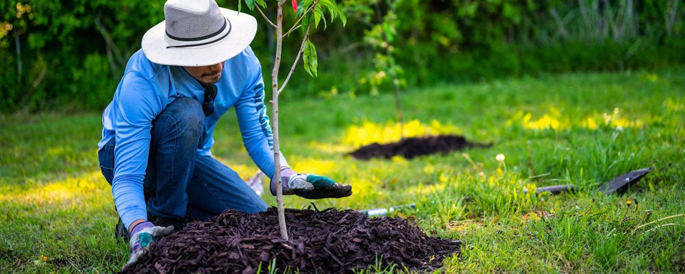 Planting trees: A powerful impact on the environment